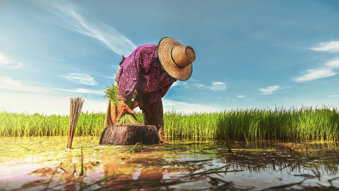 Are Smallholder Farmers Key to Agriculture Sustainability? - DiMuto